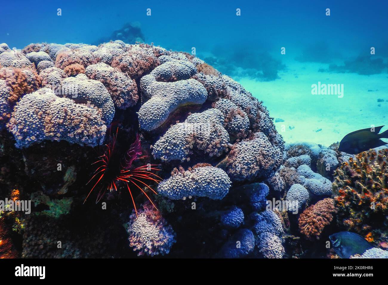 Hiding Lionfish venomous coral reef fish, invasive species (Pterois ...