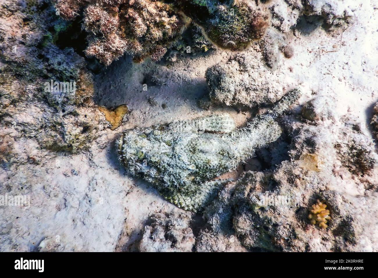 Stonefish (Synanceia verrucosa) Reef stonefish, Tropical waters, Marine ...