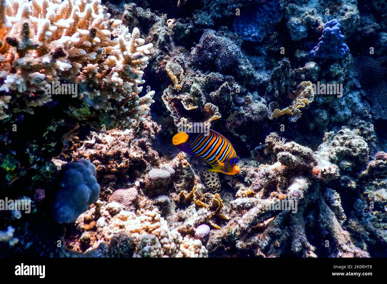 Regal angelfish (Pygoplites diacanthus) Coral fish, Tropical waters ...