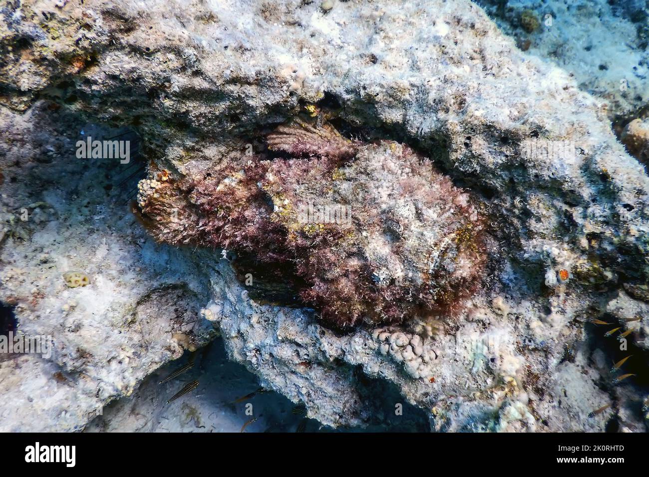 Stonefish (Synanceia verrucosa) Reef stonefish, Tropical waters, Marine ...