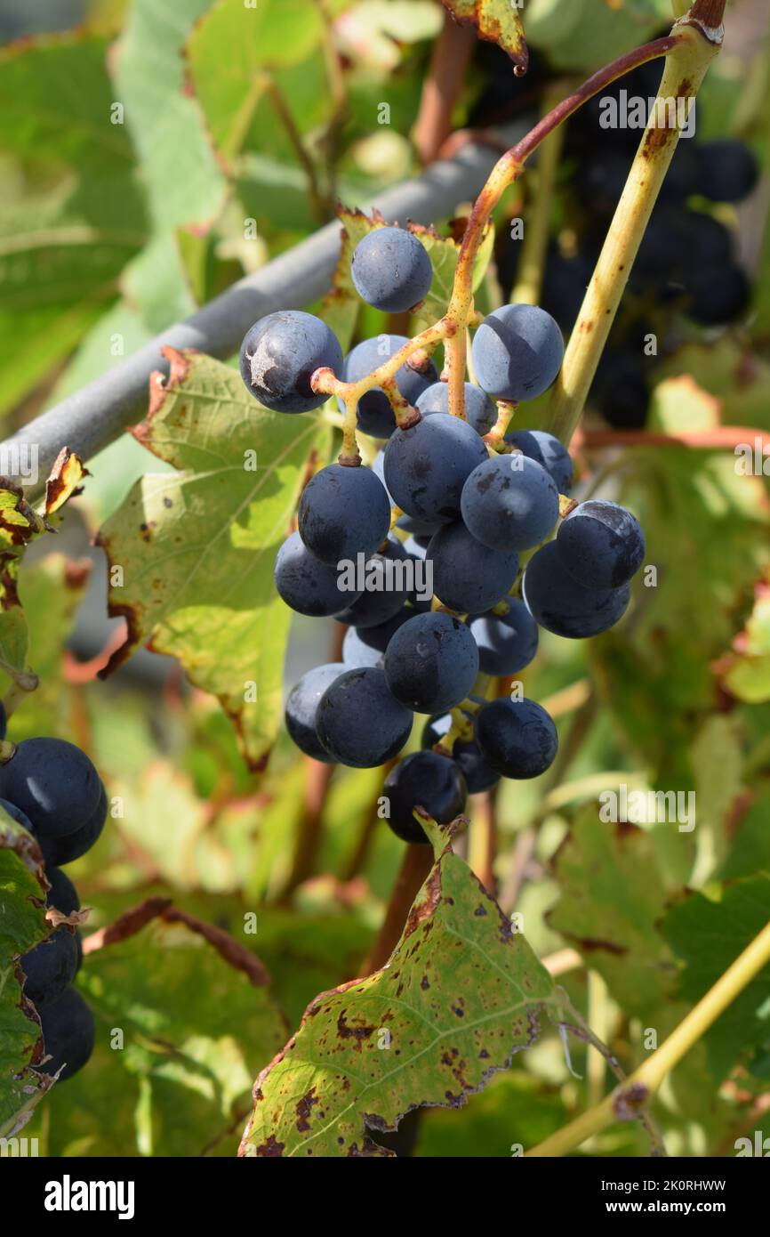 Ripe rd grapes hi-res stock photography and images - Alamy