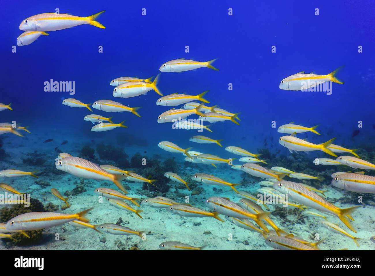 Yellow goatfish (Mulloidichthys martinicus) Underwater, Marine life ...