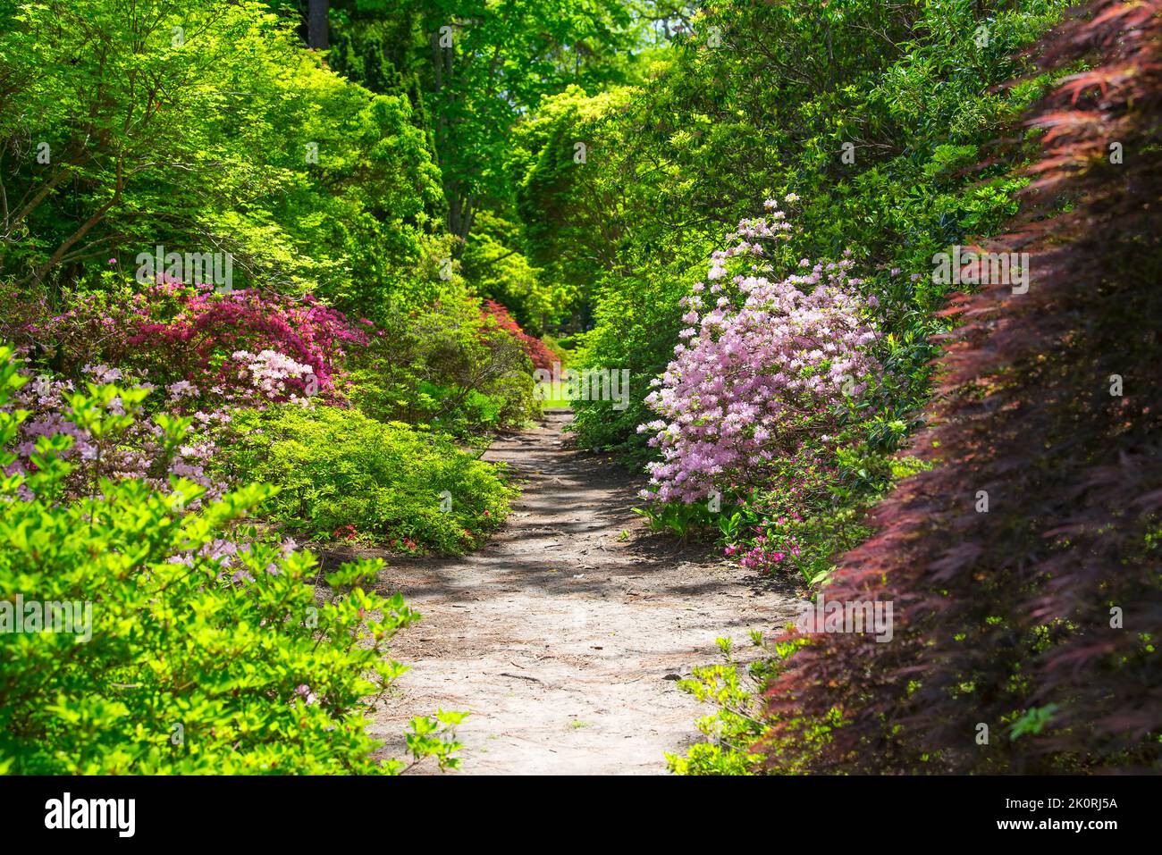 a walking path through a garden of azaleas, red maples, and other trees ...