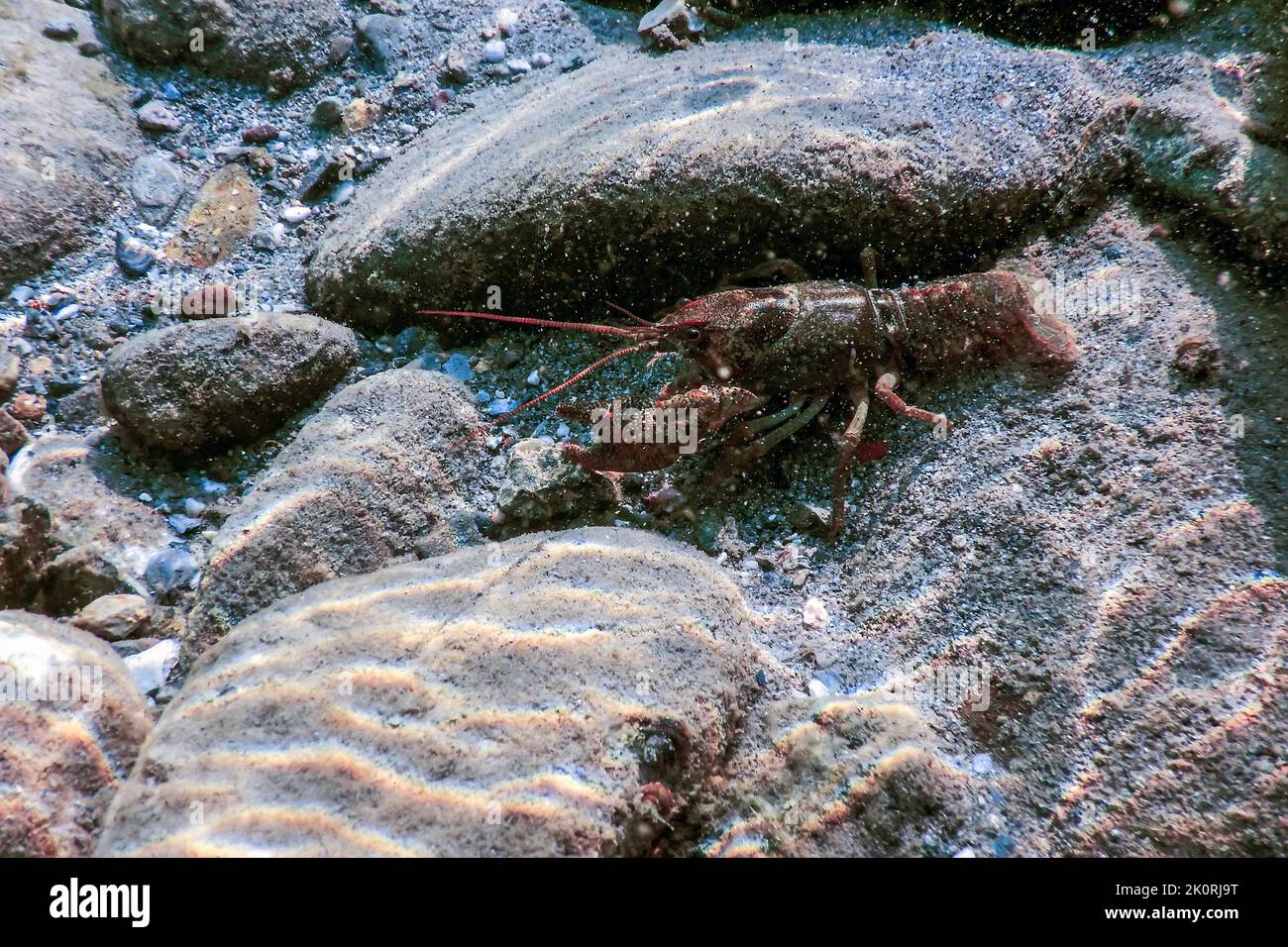 Closeup freshwater crayfish underwater (Astacus astacus Stock Photo - Alamy