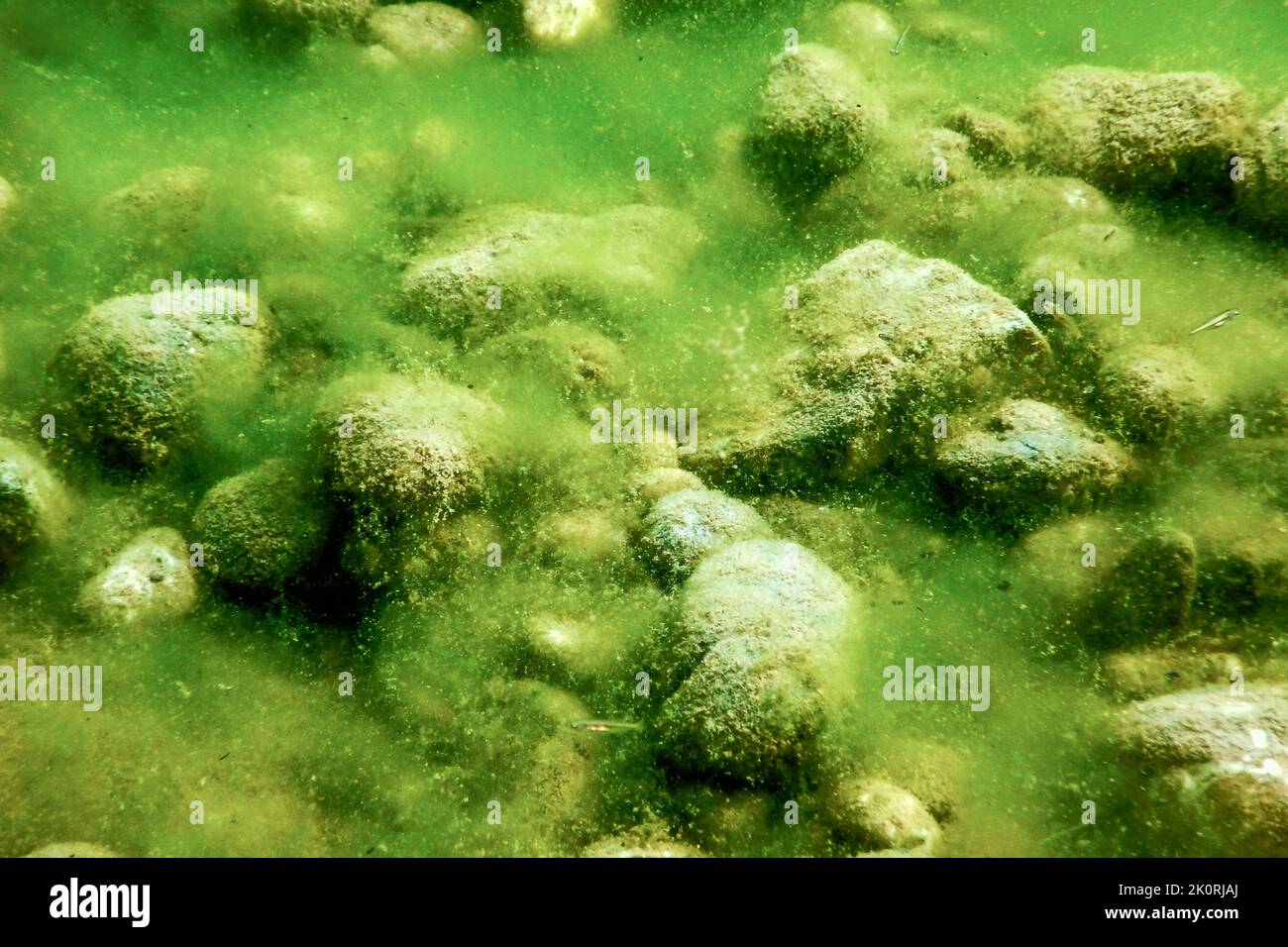 Rocks underwater on riverbed covered with green algae, water quality ...