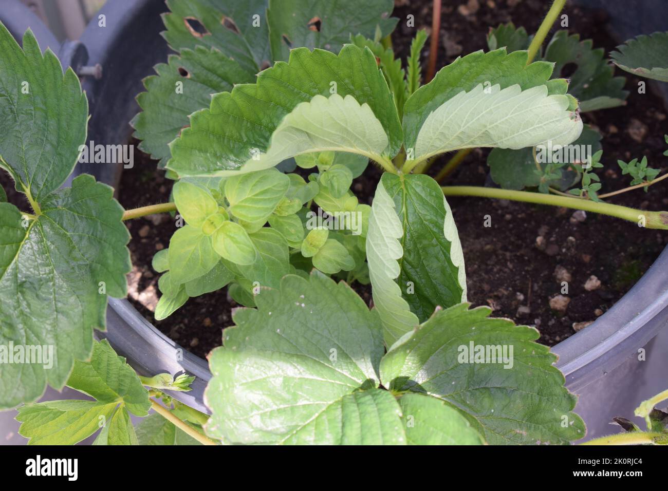 Strawberry plantings hi-res stock photography and images - Alamy