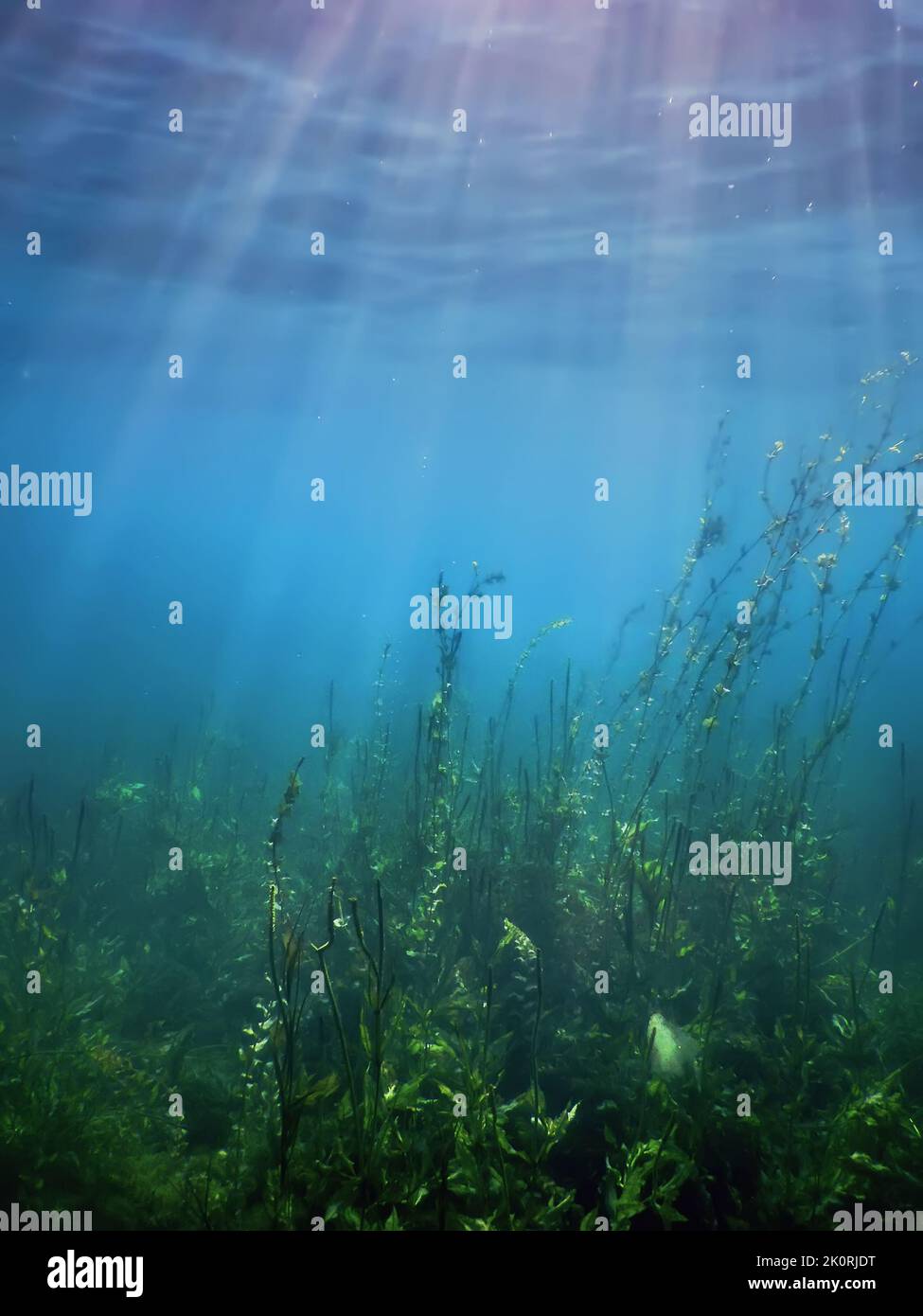 Freshwater Flora, Underwater Freshwater Landscape, Underwater Flora ...