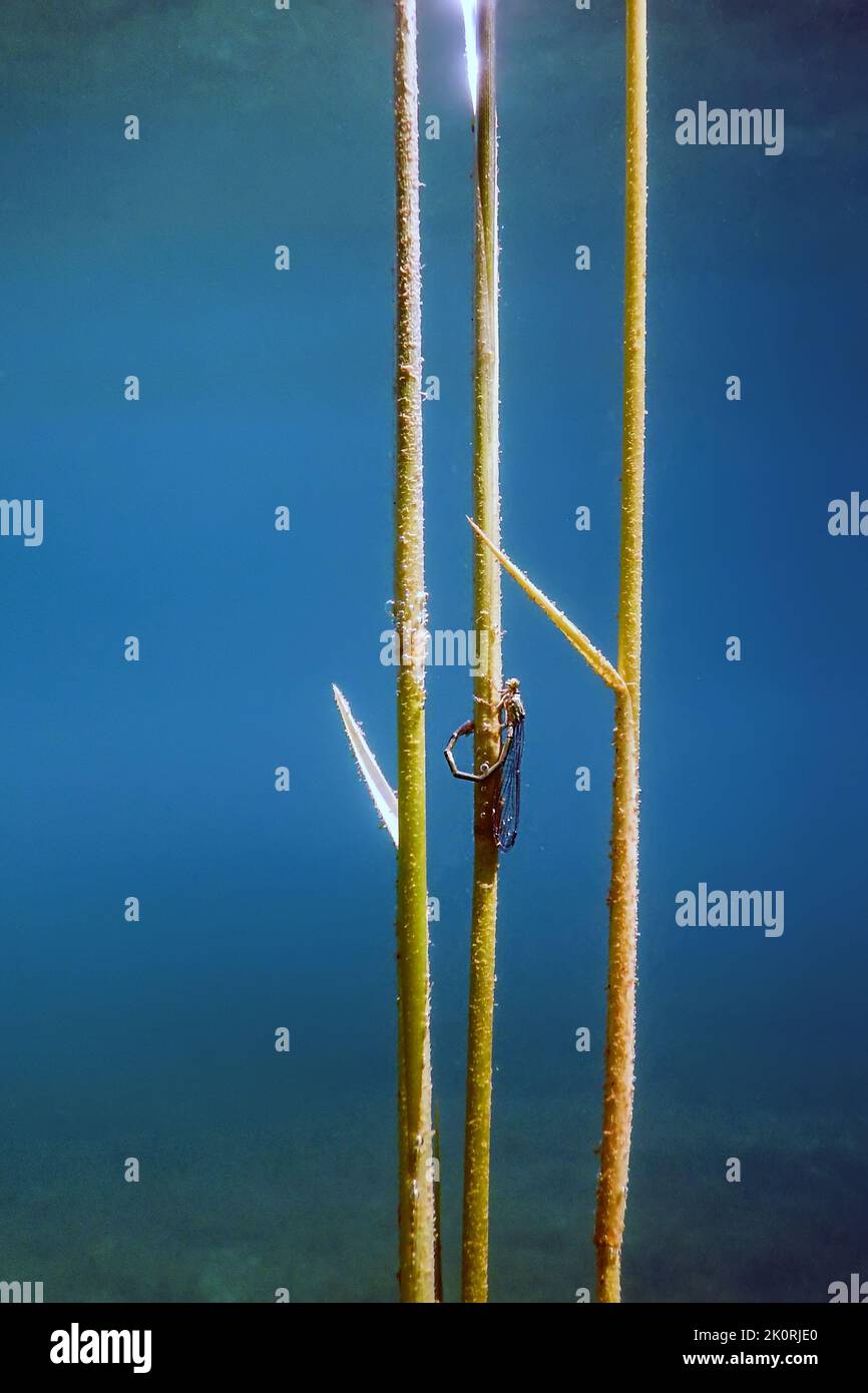 Dragonfly laying eggs on a branch underwater, Dragonfly reproduction ...