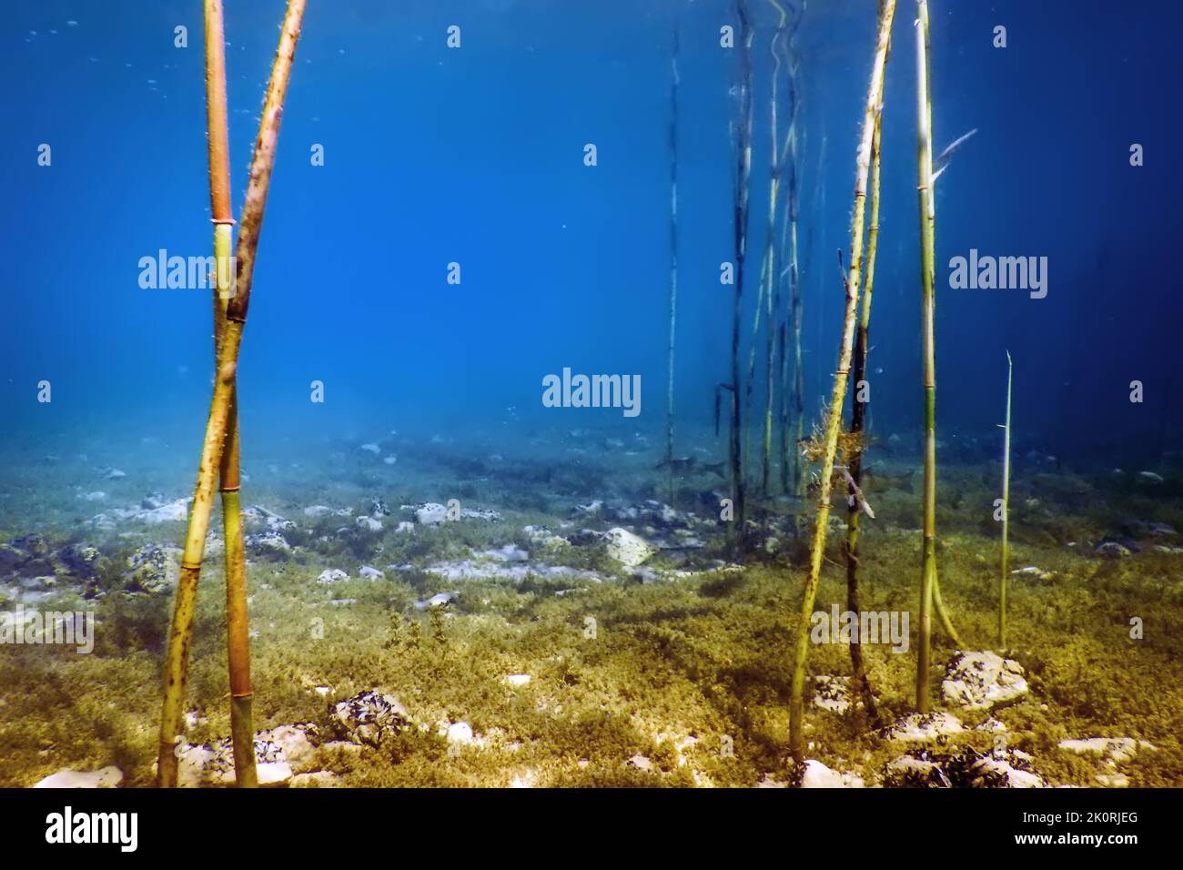 Freshwater Flora, Underwater Freshwater Landscape, Underwater Flora ...