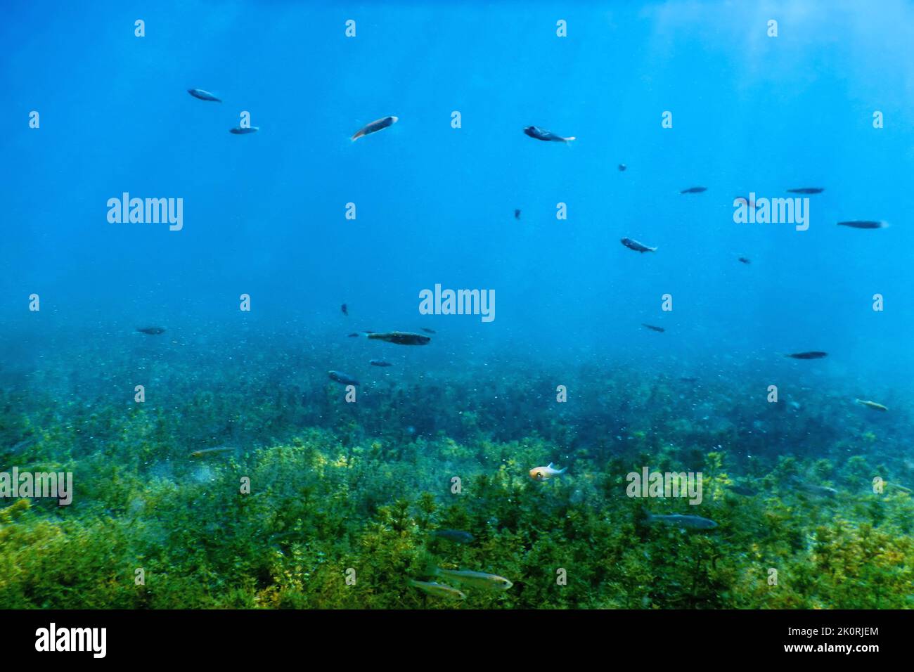 Freshwater fish swimming in the clear water, Underwater Wildlife ...
