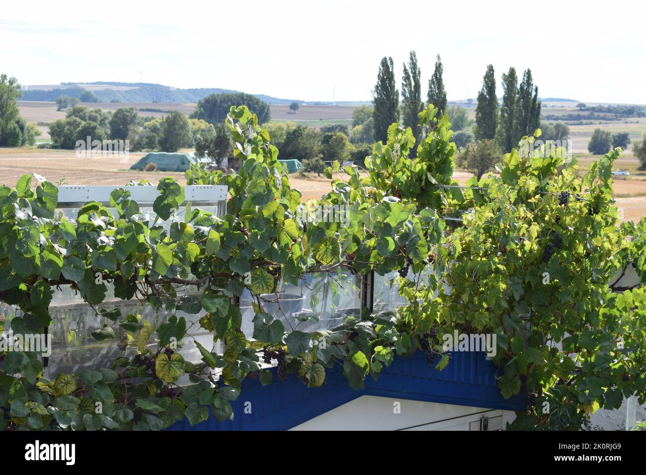 vine growing up a building Stock Photo - Alamy vine growing up a building Stock Photo - Alamy