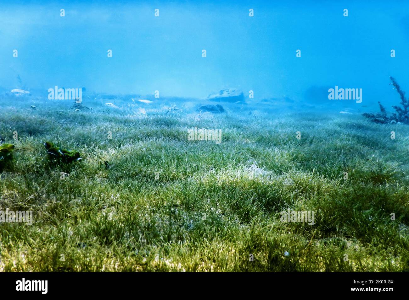 Freshwater Flora, Underwater Freshwater Landscape, Underwater Flora ...