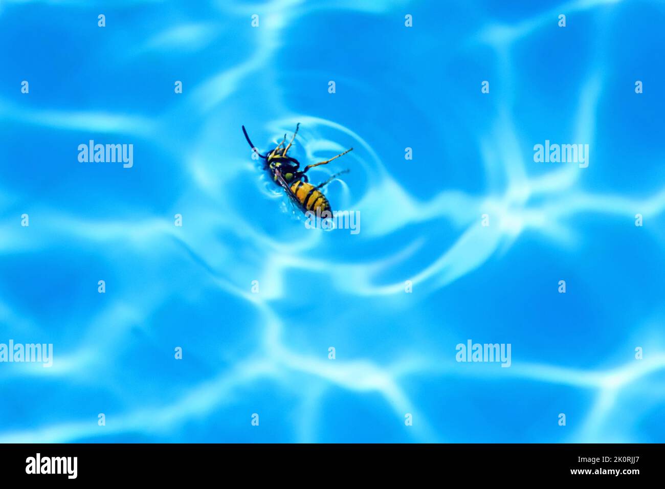Wasp on the water surface, swimming pool Stock Photo - Alamy