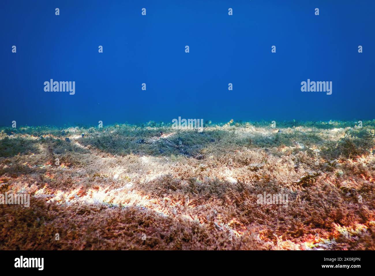 Freshwater Flora, Underwater Freshwater Landscape, Underwater Flora ...