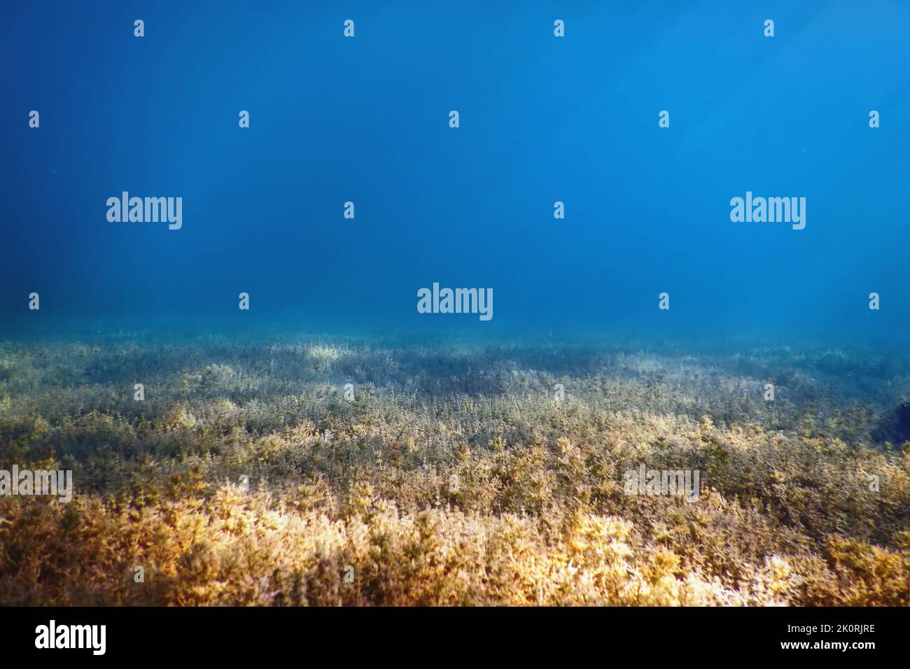 Freshwater Flora, Underwater Freshwater Landscape, Underwater Flora ...