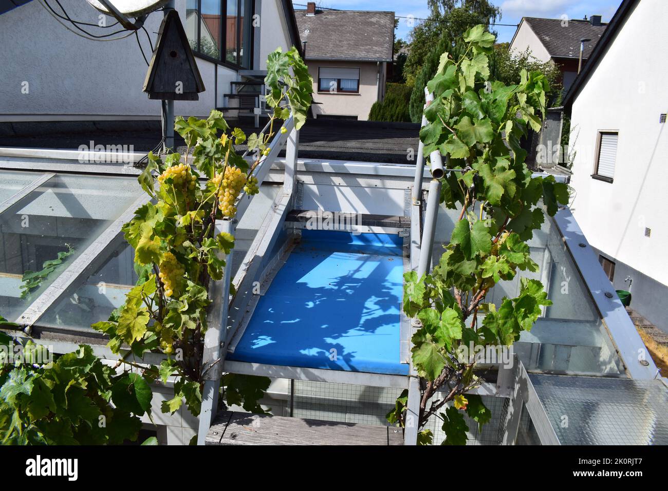 vine growing up a building Stock Photo - Alamy vine growing up a building Stock Photo - Alamy