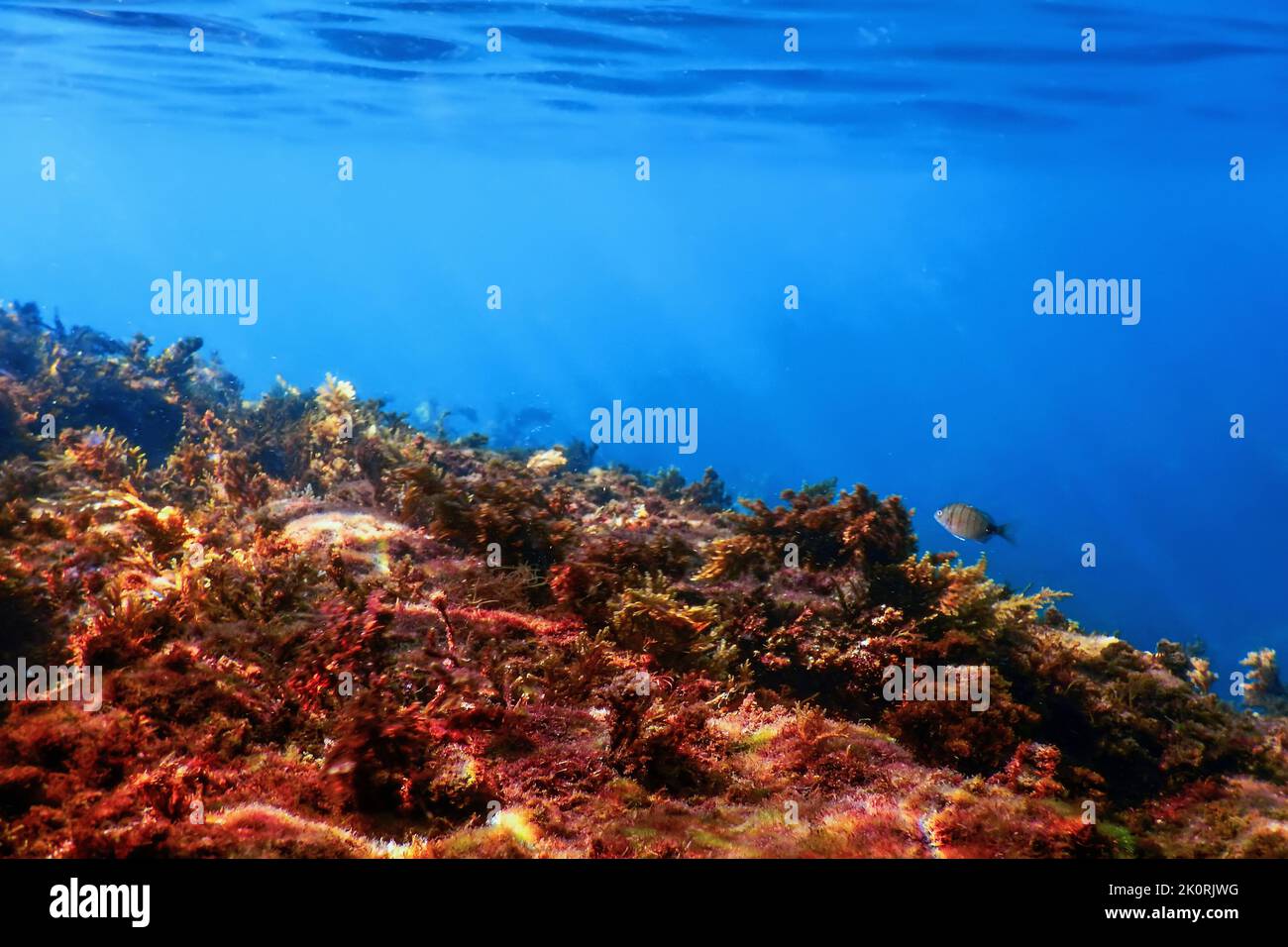 Seaweed Underwater, Seaweed Shallow Water near surface Stock Photo - Alamy