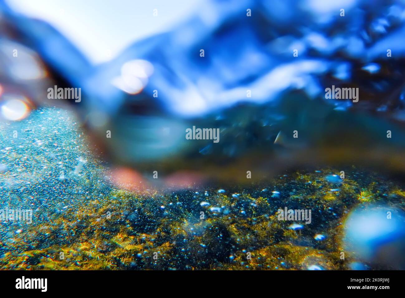 Forest of Seaweed, Seaweed Underwater, Underwater Scene Stock Photo - Alamy