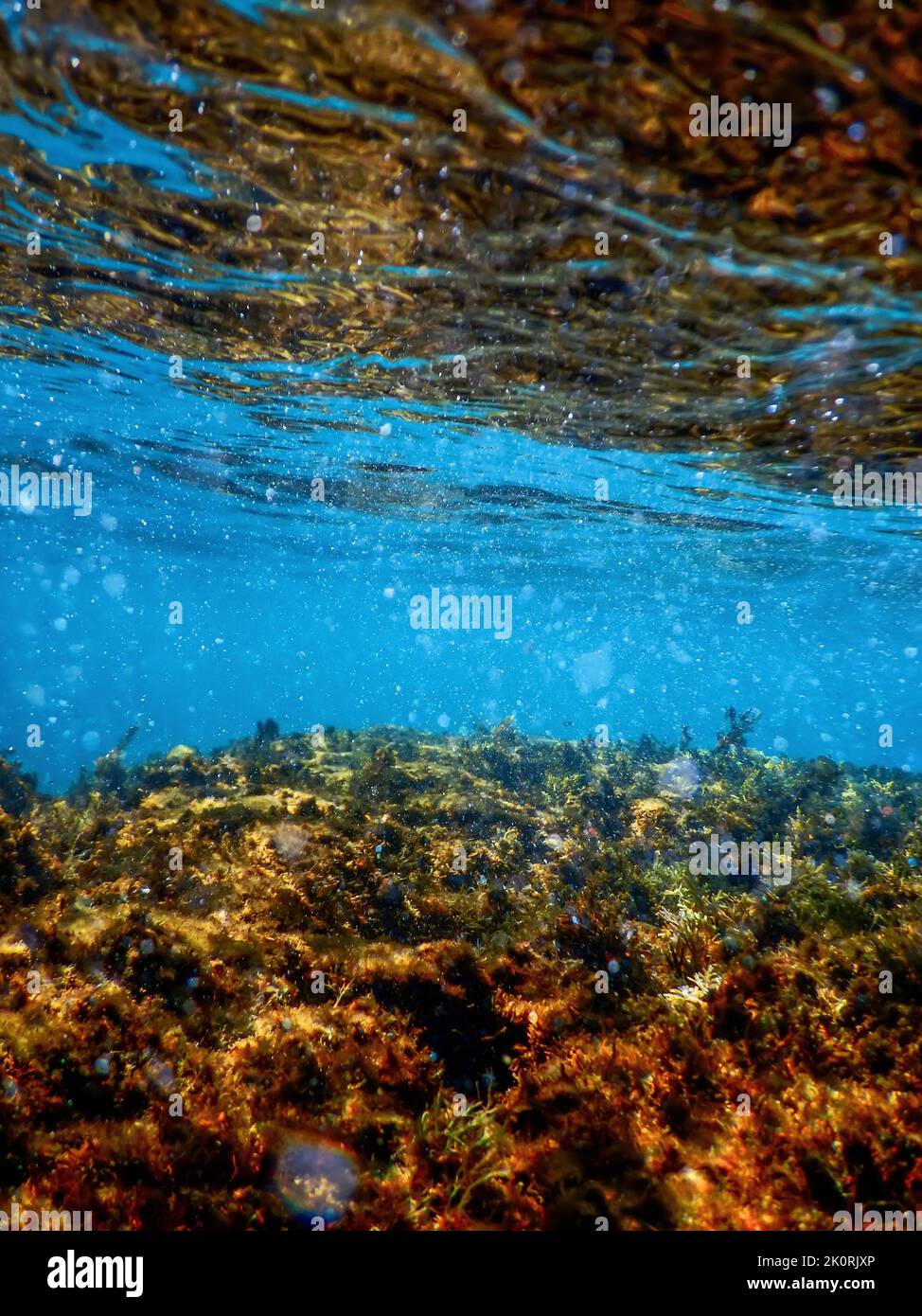 Seaweed Underwater, Seaweed Shallow Water near surface Stock Photo - Alamy