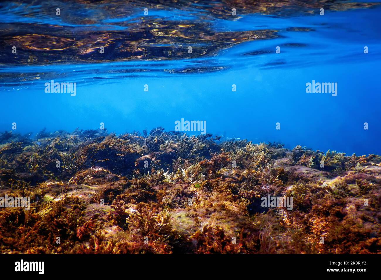 Forest of Seaweed, Seaweed Underwater, Underwater Scene Stock Photo - Alamy