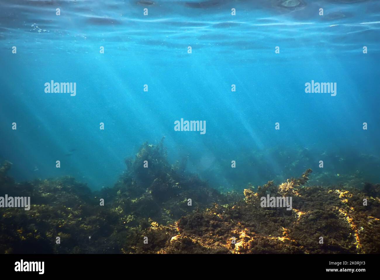 Forest of Seaweed, Seaweed Underwater, Underwater Scene Stock Photo - Alamy