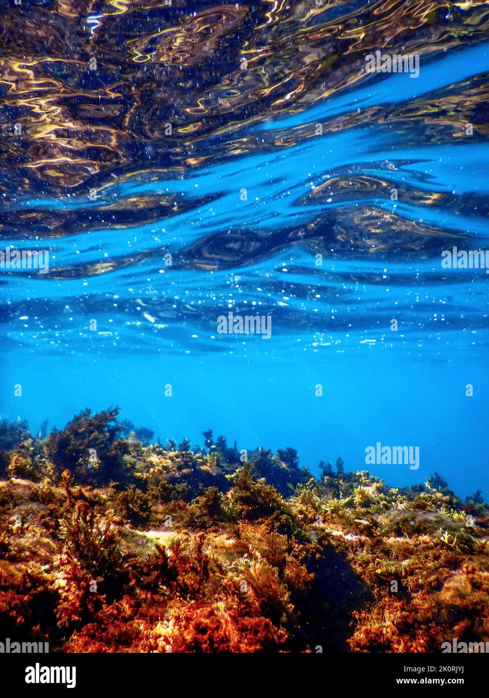 Forest of Seaweed, Seaweed Underwater, Underwater Scene Stock Photo - Alamy