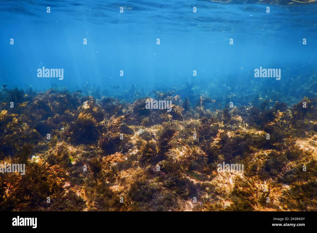 Forest of Seaweed, Seaweed Underwater, Underwater Scene Stock Photo - Alamy