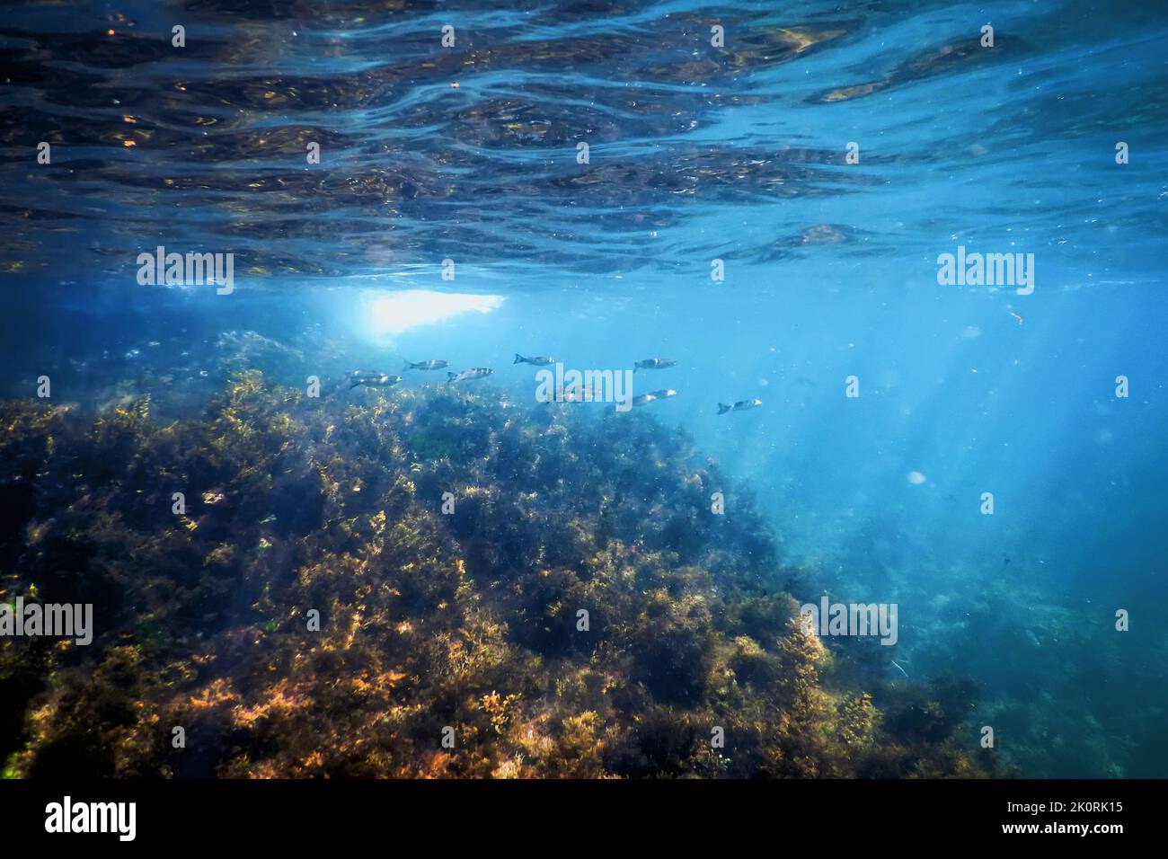 Dark water, rays of the sun through the water, the underwater world ...