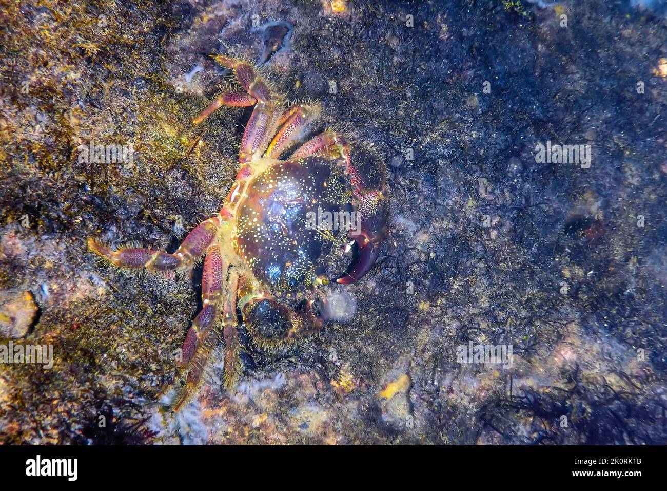 Warty Crab on Reef Underwater Eriphia verrucosa Stock Photo - Alamy