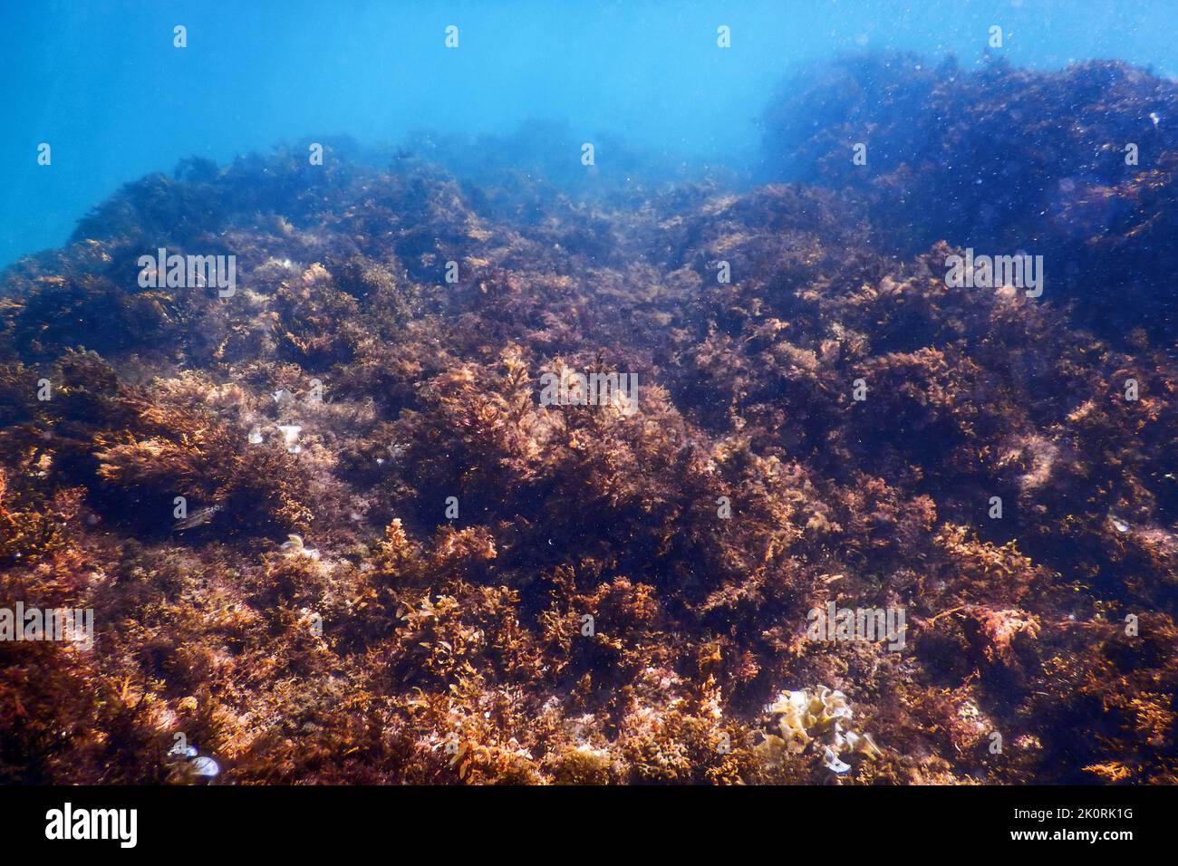 Seaweed Underwater, Seaweed Shallow Water near surface Stock Photo - Alamy