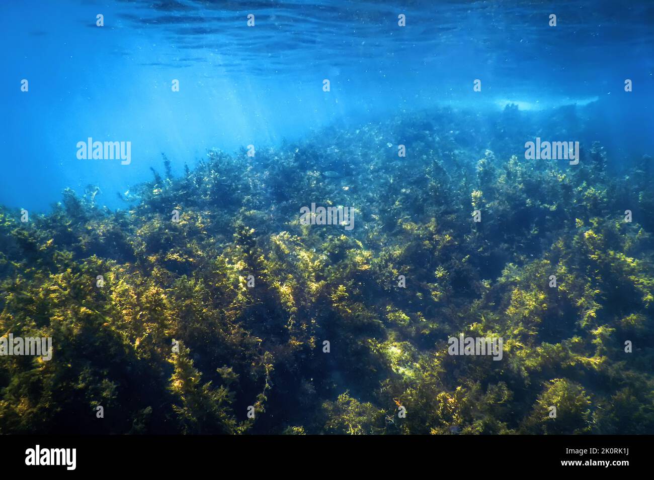Seaweed Underwater, Seaweed Shallow Water near surface Stock Photo - Alamy