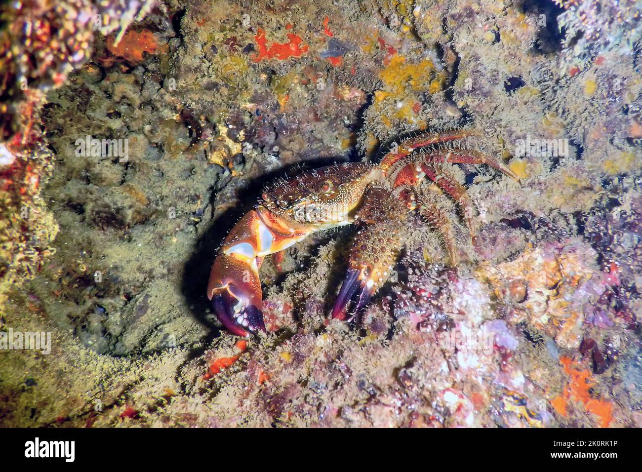 Warty Crab on Reef Underwater Eriphia verrucosa Stock Photo - Alamy