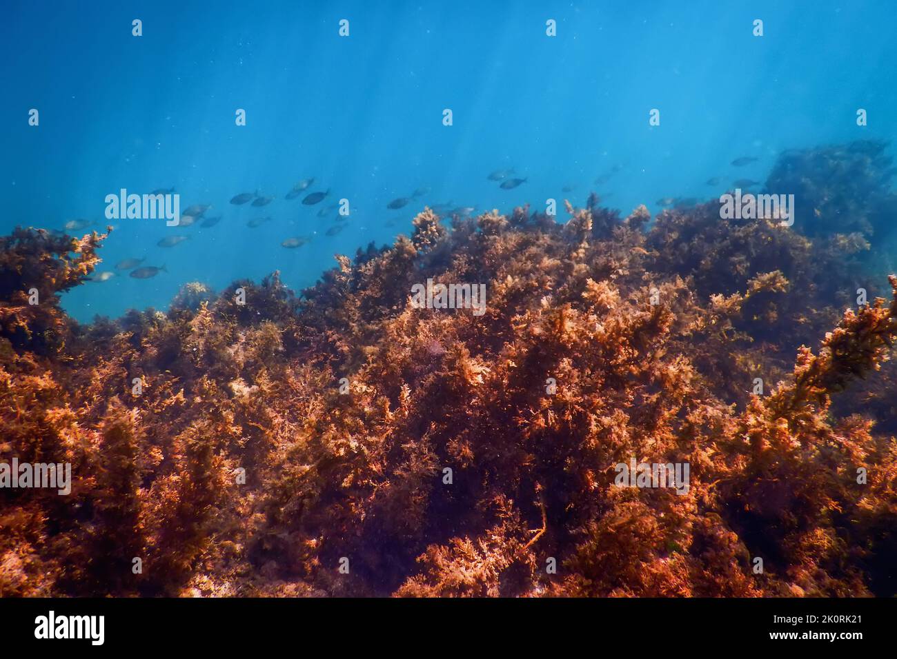 Seaweed Underwater, Seaweed Shallow Water near surface Stock Photo - Alamy
