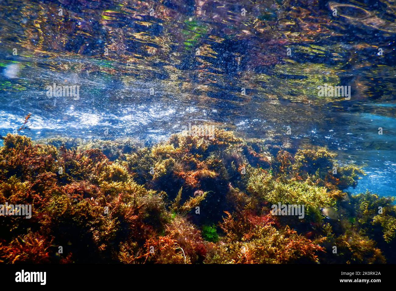 Forest of Seaweed, Seaweed Underwater, Underwater Scene Stock Photo - Alamy