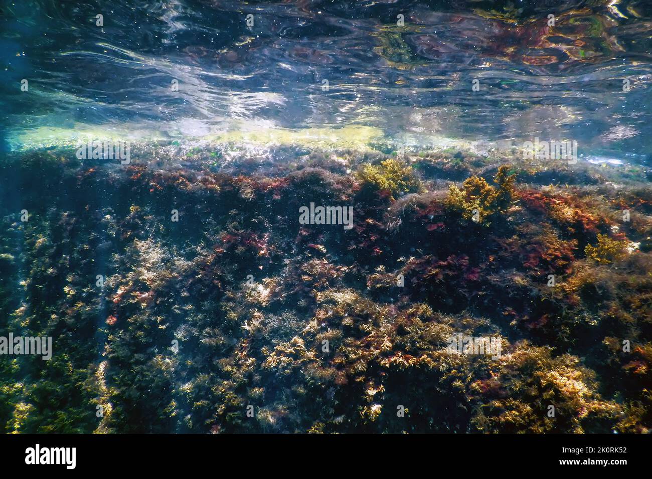 Forest of Seaweed, Seaweed Underwater, Underwater Scene Stock Photo - Alamy