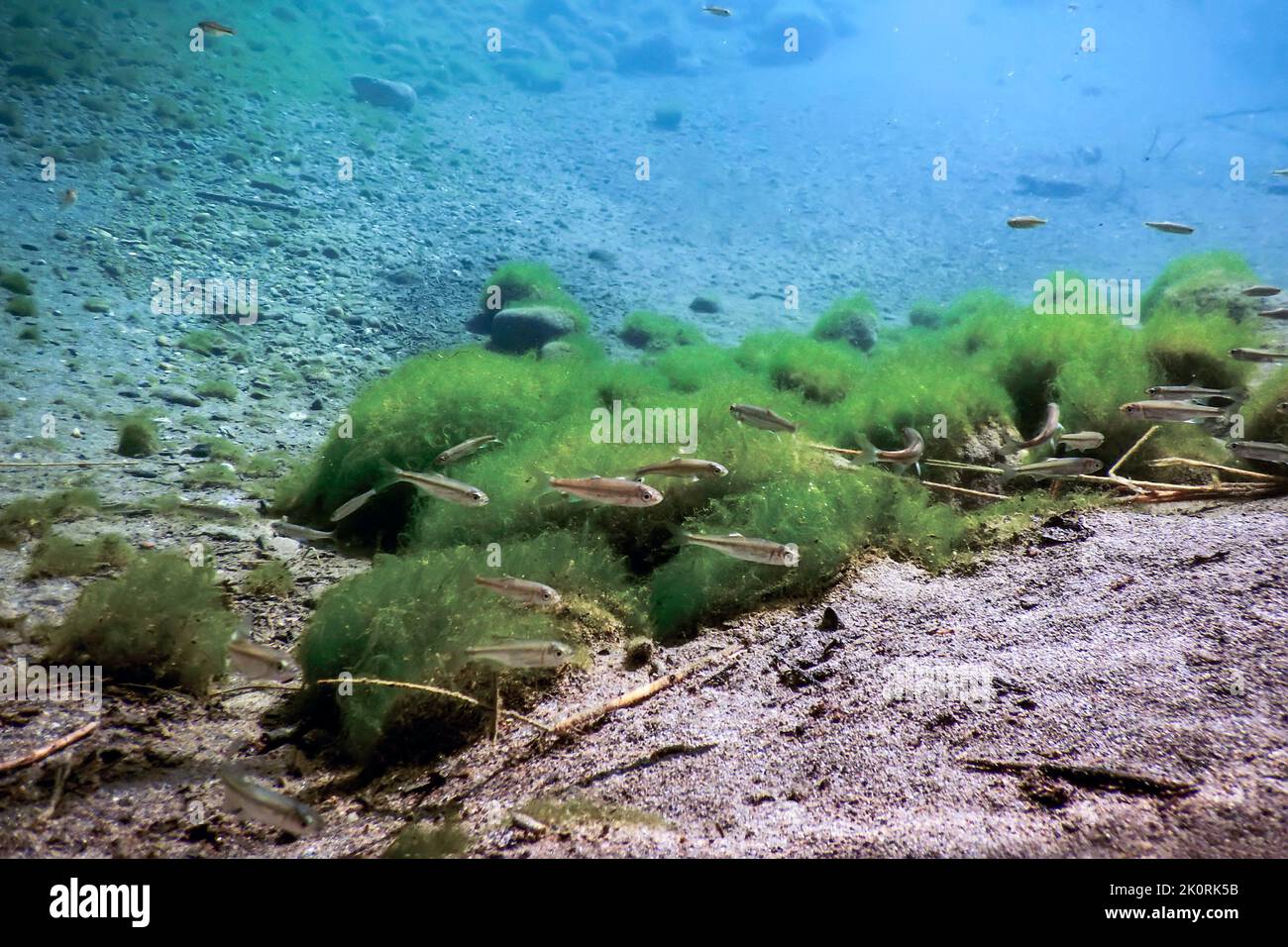 Fishes in natural habitat, Freshwater fishes underwater Stock Photo - Alamy