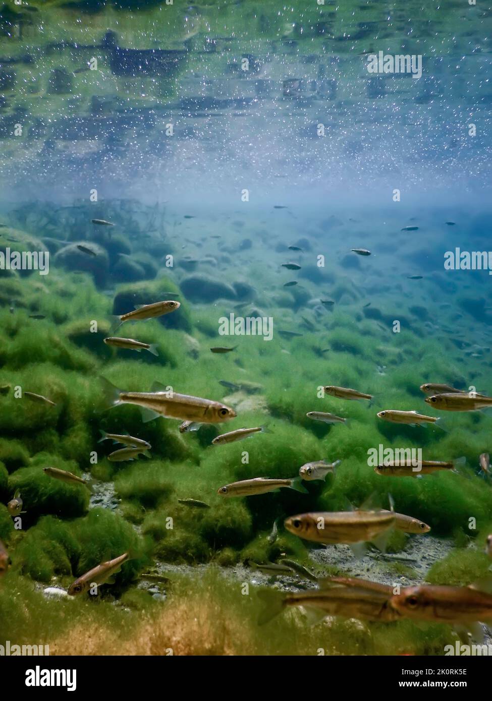 Fishes in natural habitat, Freshwater fishes underwater Stock Photo - Alamy