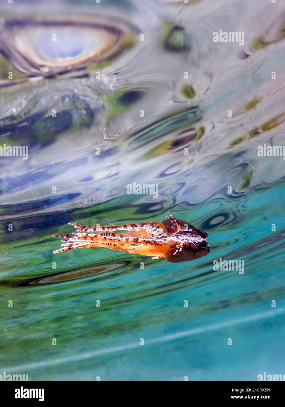 Frog species identification hi-res stock photography and images - Alamy