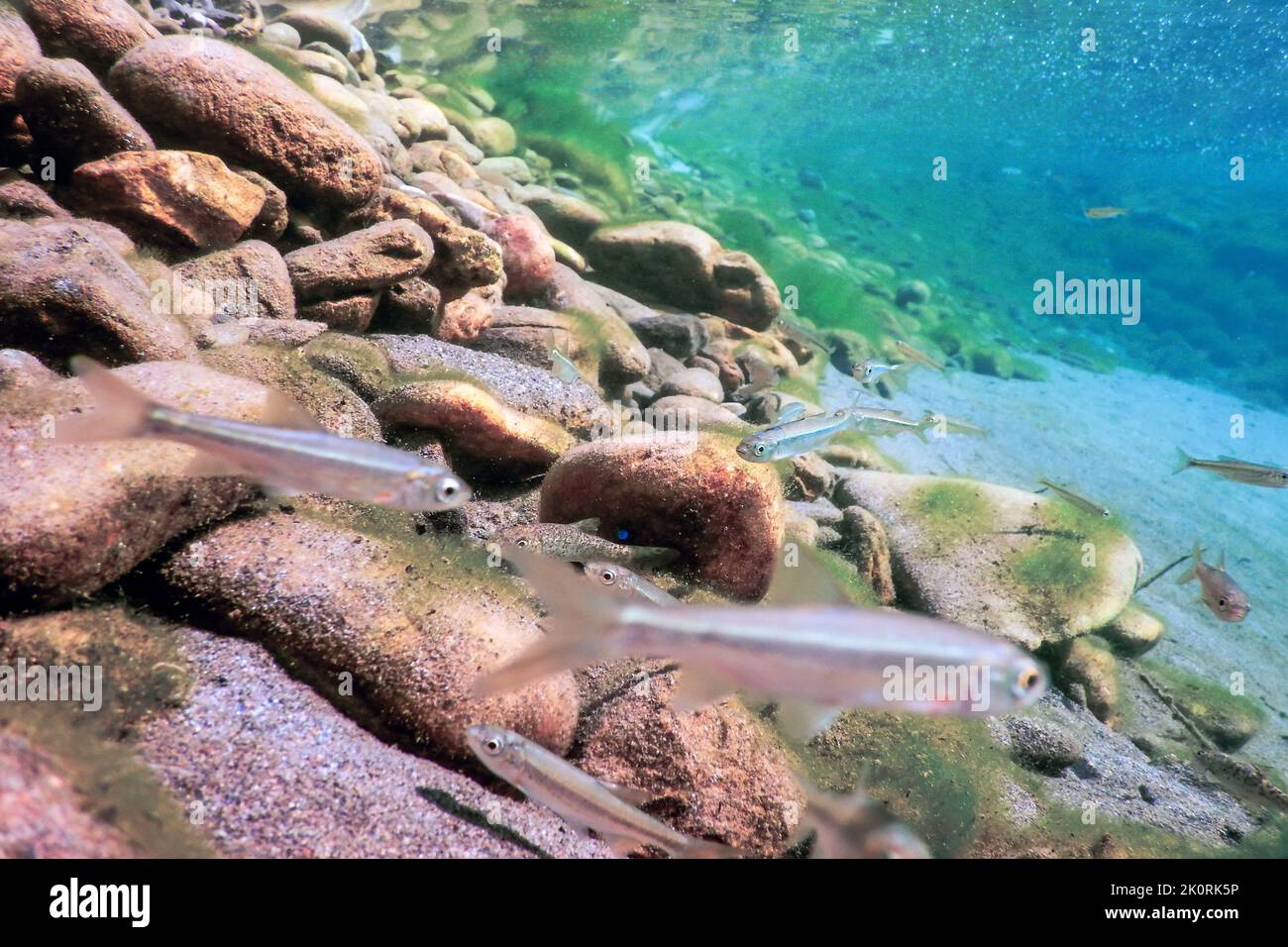 Fishes in natural habitat, Freshwater fishes underwater Stock Photo - Alamy