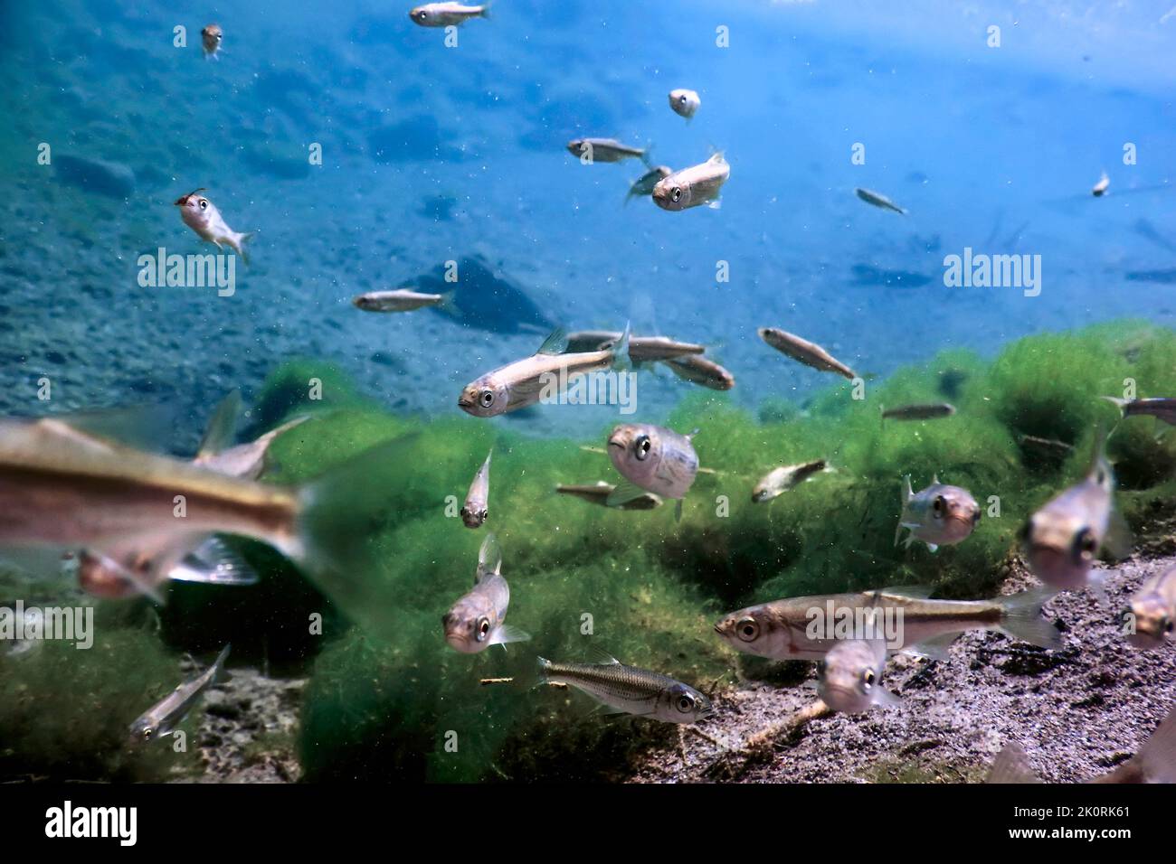 Fishes in natural habitat, Freshwater fishes underwater Stock Photo - Alamy