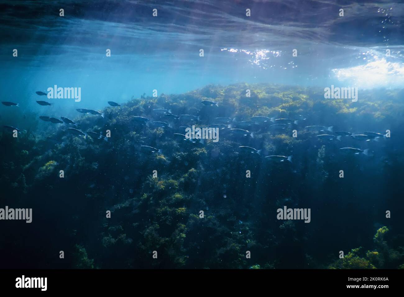 Dark water, rays of the sun through the water, the underwater world ...