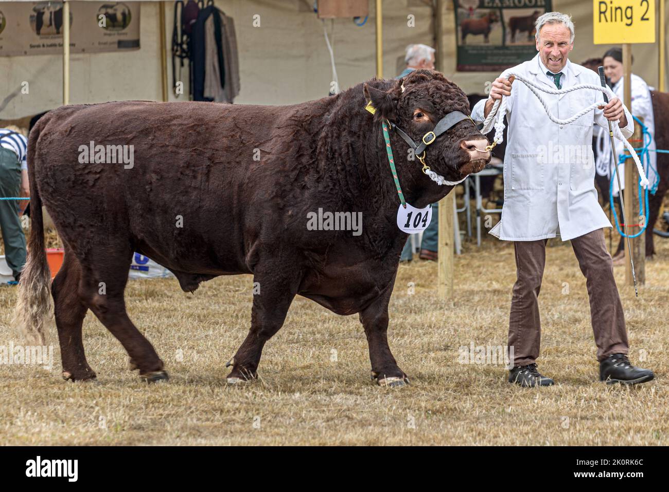 South Devon bull, competition, Dorset County Show 2022, Dorset,UK Stock ...