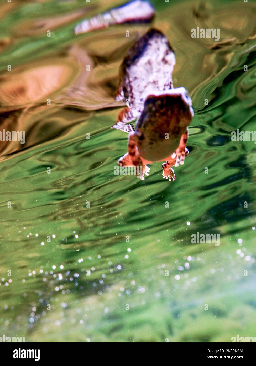 Frog in the water, frog swimming underwater Stock Photo - Alamy