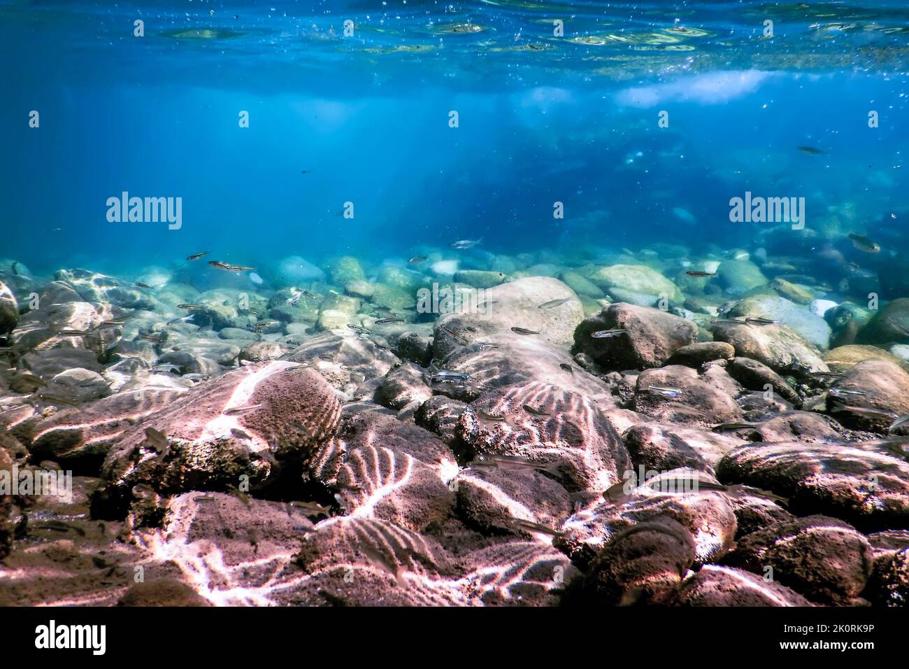 Fishes in natural habitat, Freshwater fishes underwater Stock Photo - Alamy