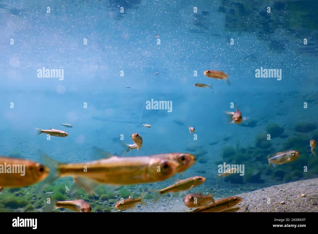 Fishes in natural habitat, Freshwater fishes underwater Stock Photo - Alamy