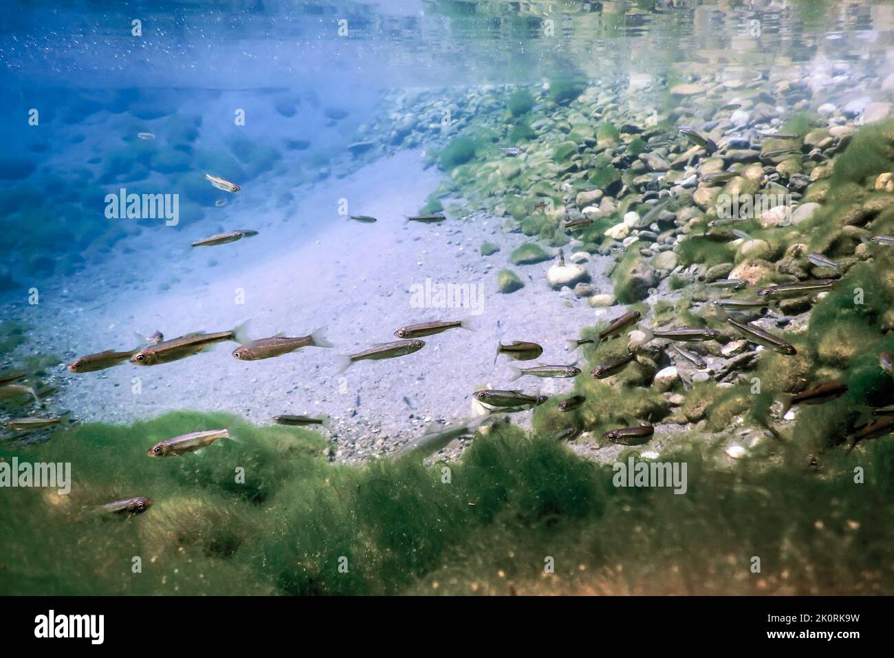 Fishes in natural habitat, Freshwater fishes underwater Stock Photo - Alamy