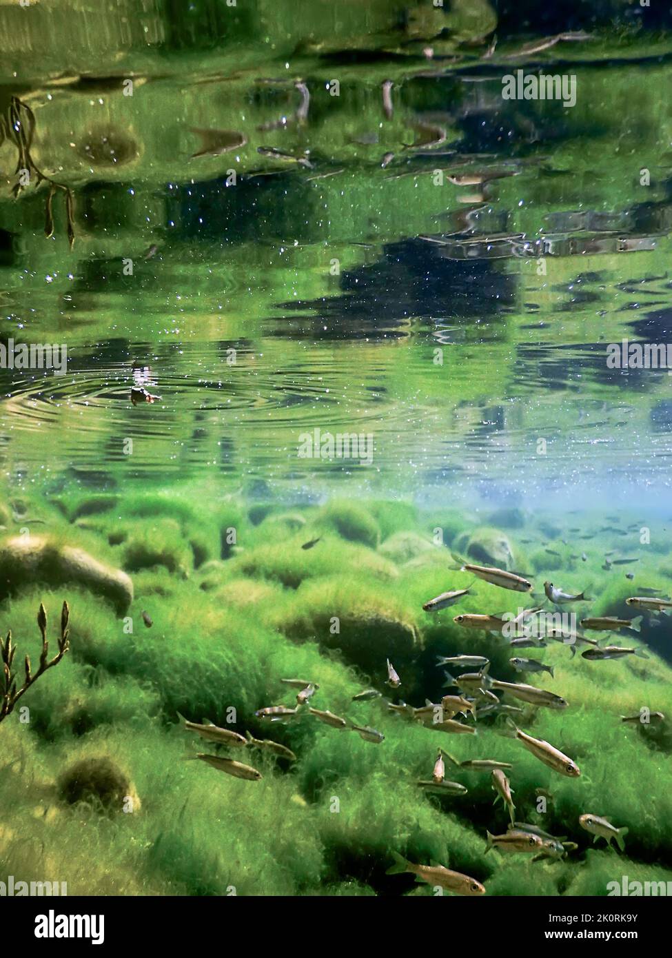 Fishes in natural habitat, Freshwater fishes underwater Stock Photo - Alamy