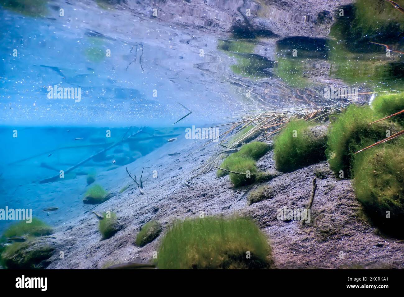 Freshwater ecosystem detail hi-res stock photography and images - Alamy