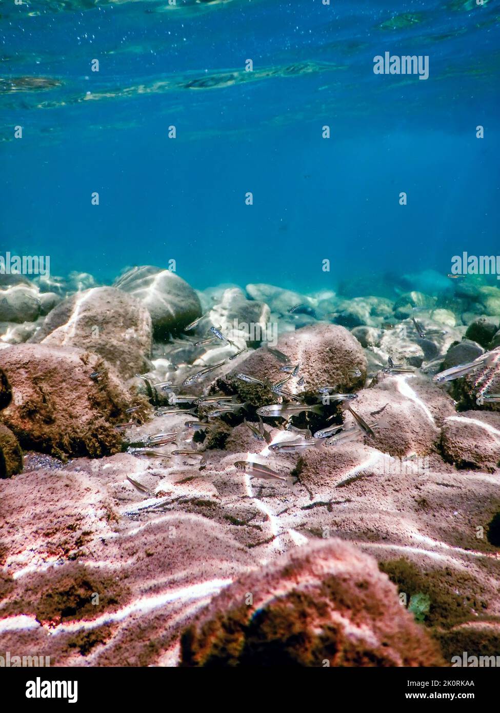 Fishes in natural habitat, Freshwater fishes underwater Stock Photo - Alamy