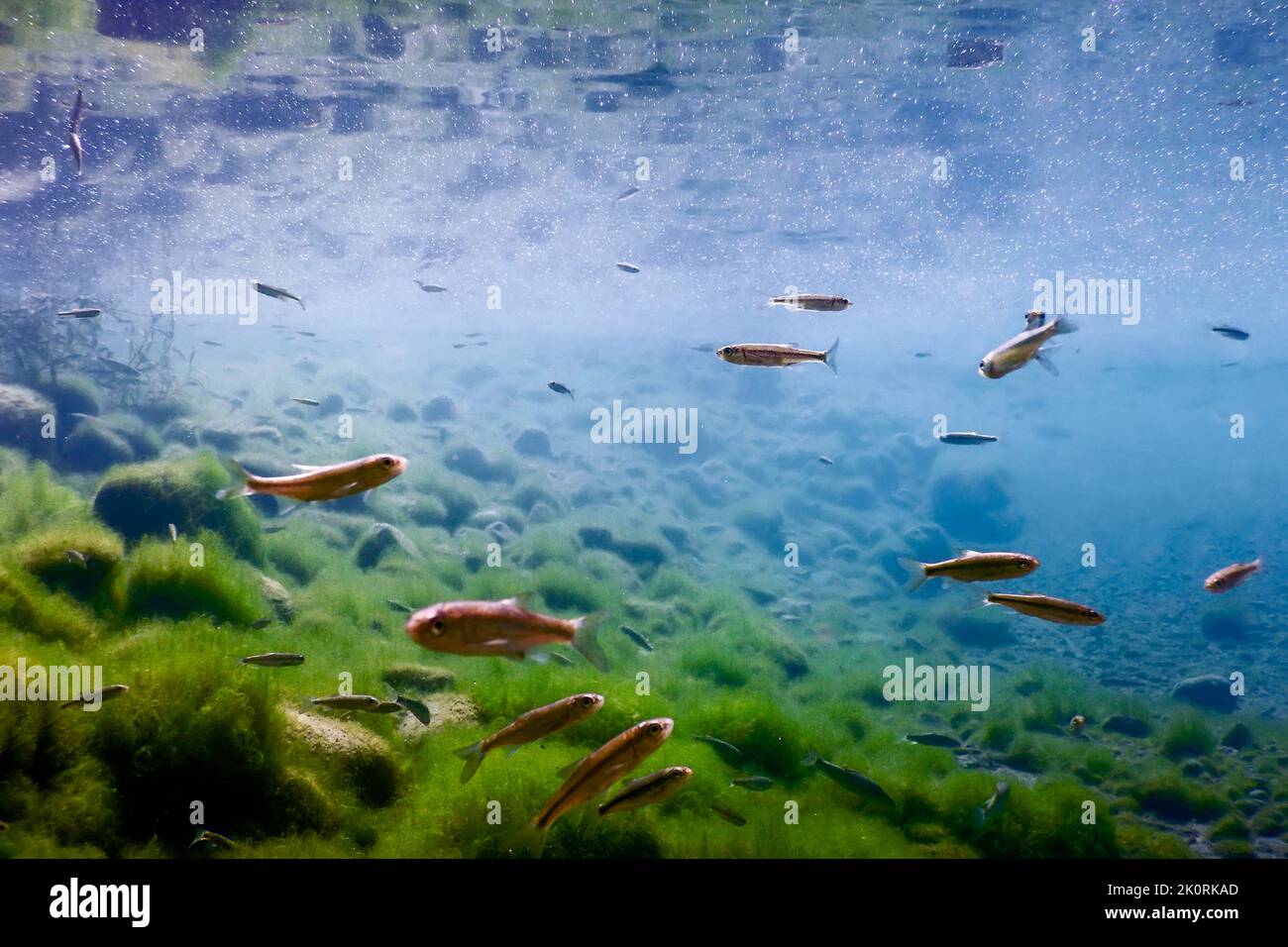 Fishes in natural habitat, Freshwater fishes underwater Stock Photo - Alamy